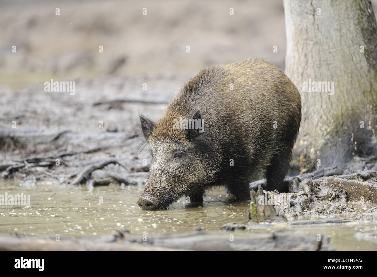 Wild boar, Sus scrofa, wild sow, shore, water, drinking Stock Photo - Alamy