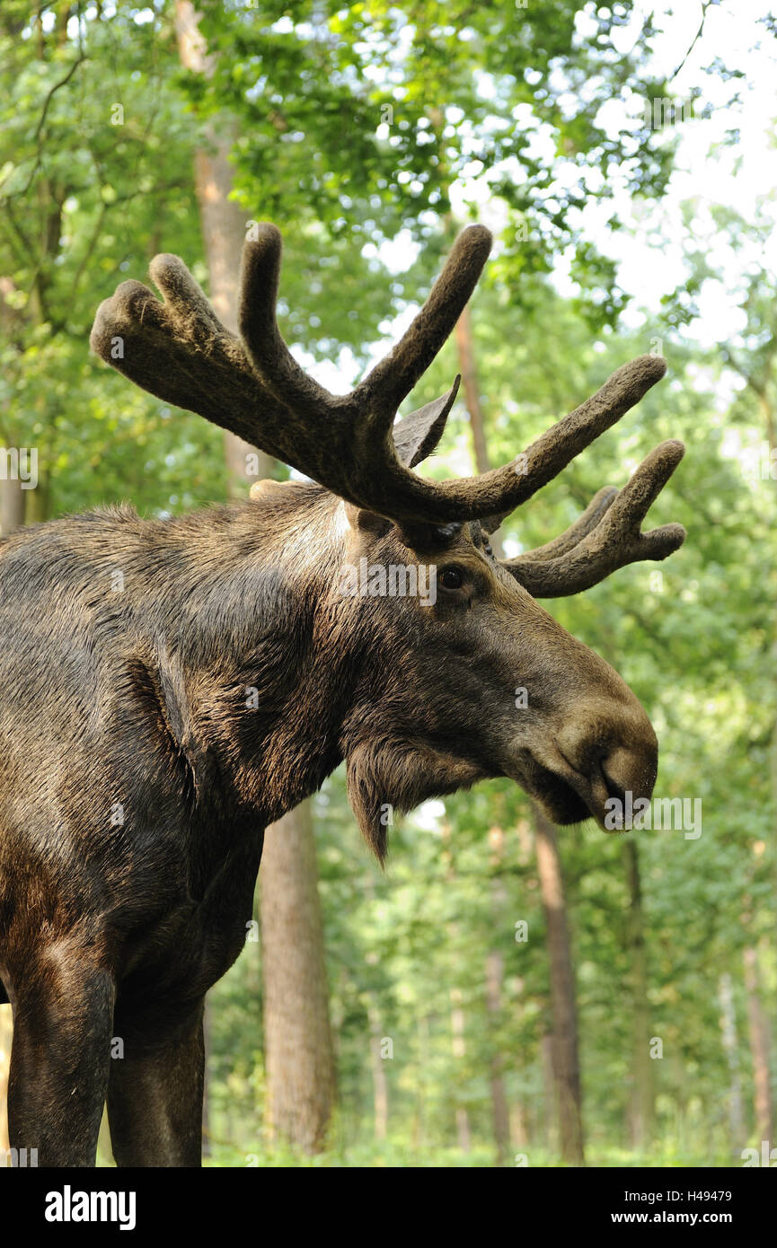 European elk, Alces alces alces, portrait Stock Photo - Alamy