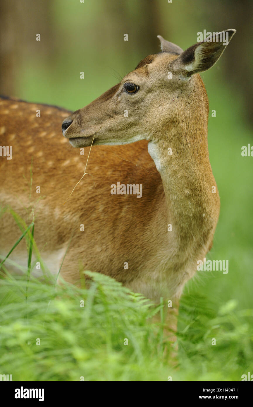 Fallow cow hi-res stock photography and images - Alamy