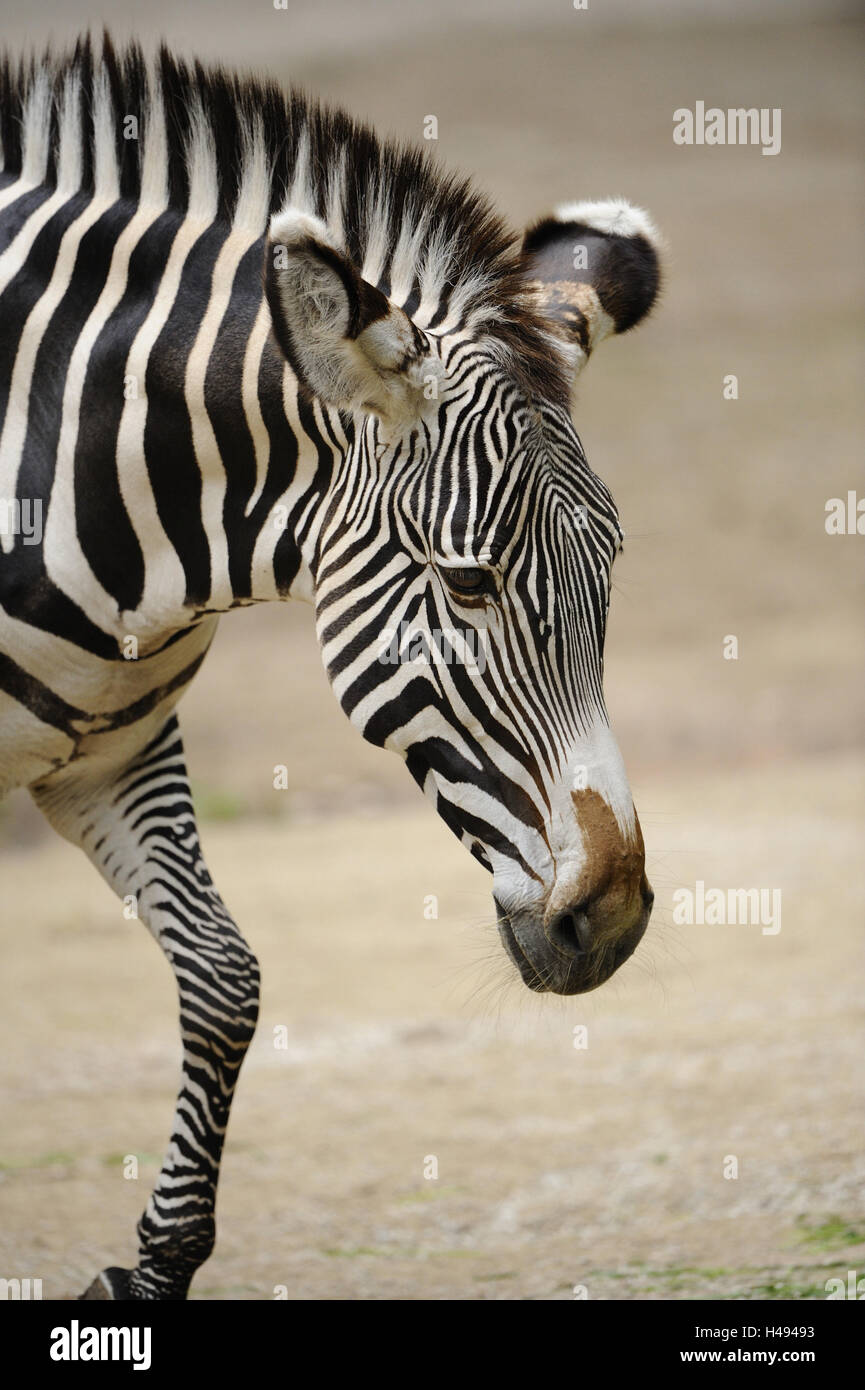 Grevyzebra, Equus grevyi Stock Photo - Alamy