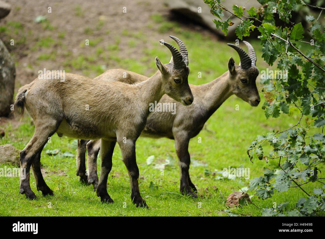 Capra ibex hoof hi-res stock photography and images - Alamy