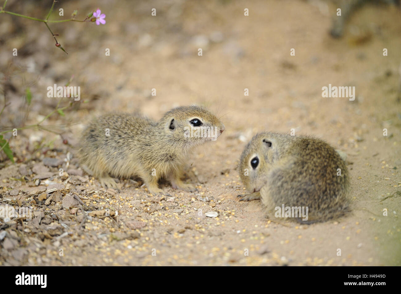 European Ziesel, Spermophilus citellus, young animals Stock Photo - Alamy