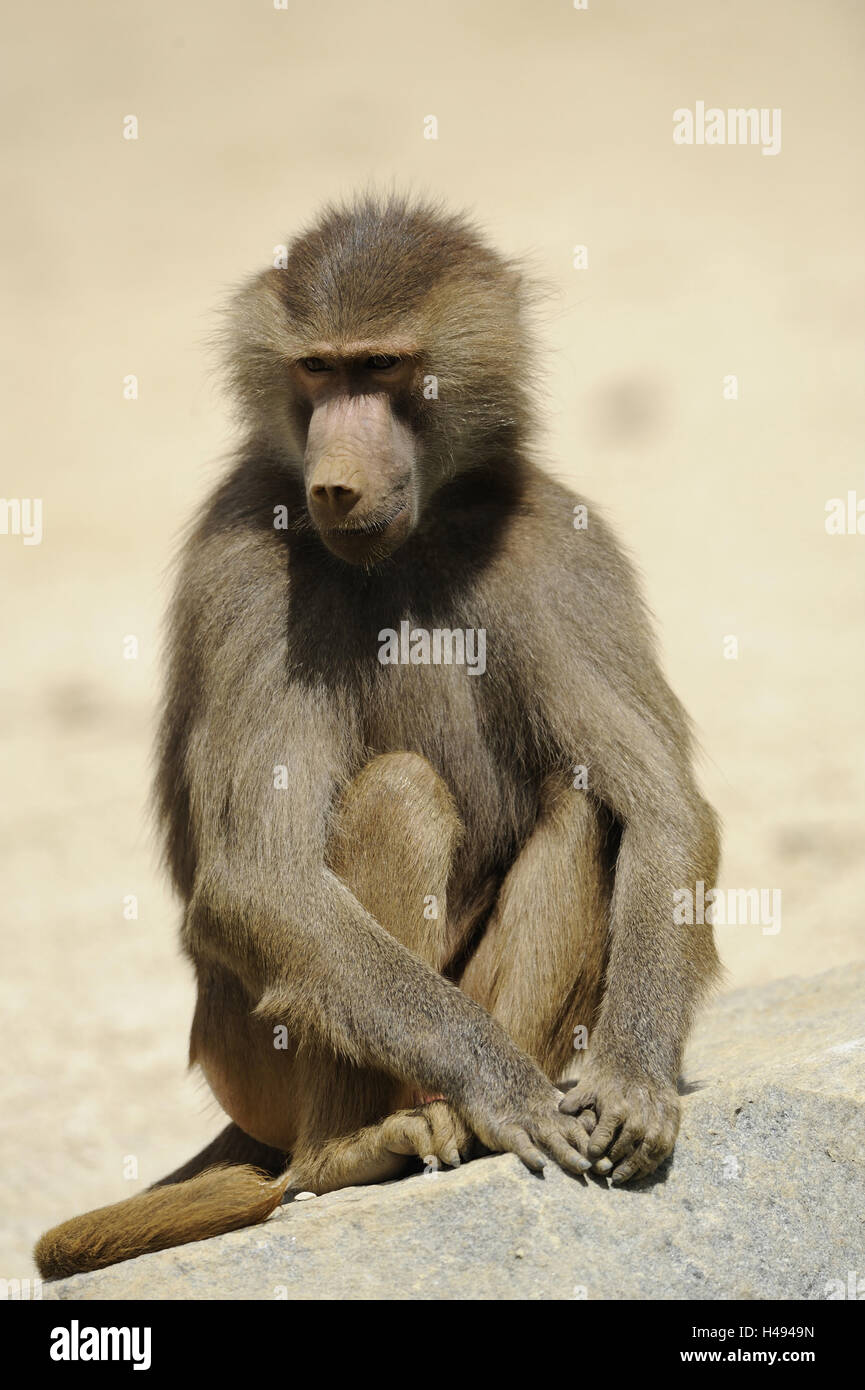 Hamadryas baboon, Papio hamadryas, female, zoo Stock Photo - Alamy