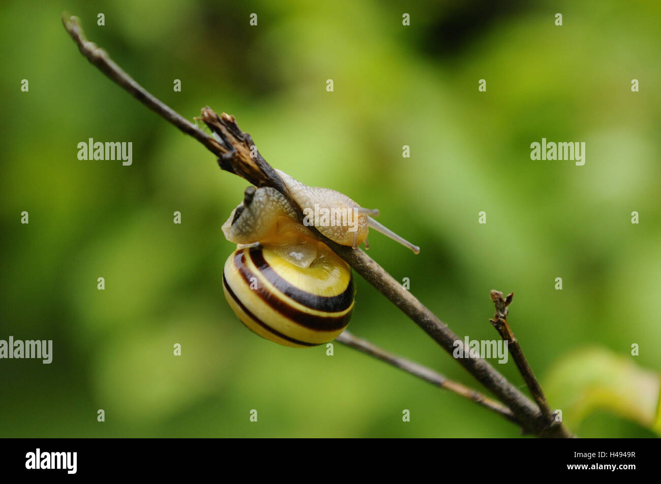 Larger banded snail hi-res stock photography and images - Alamy