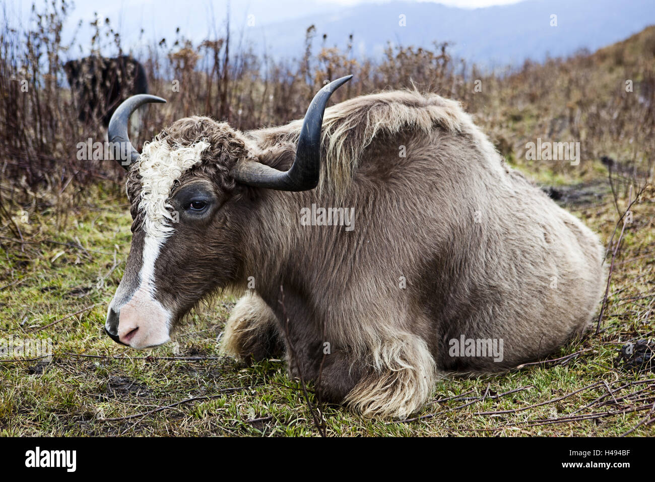 Kingdom Bhutan, yak on mountain pasture Stock Photo - Alamy