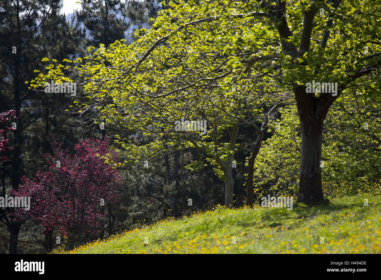 Forest in Basque country, Spain Stock Photo - Alamy