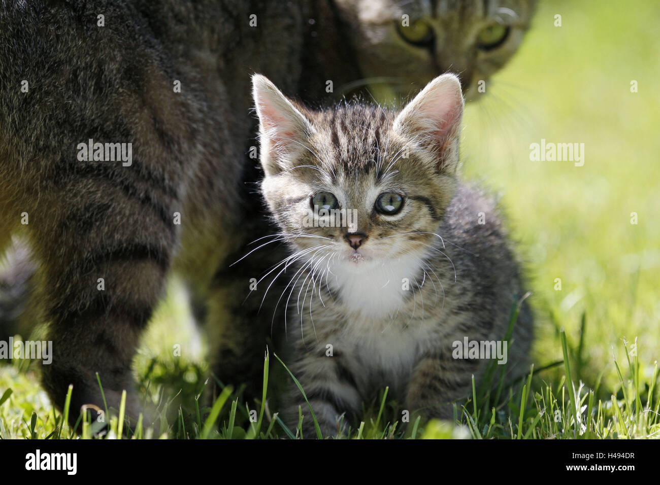 Meadow, house cat, mother animal, young animal, curled, animals ...