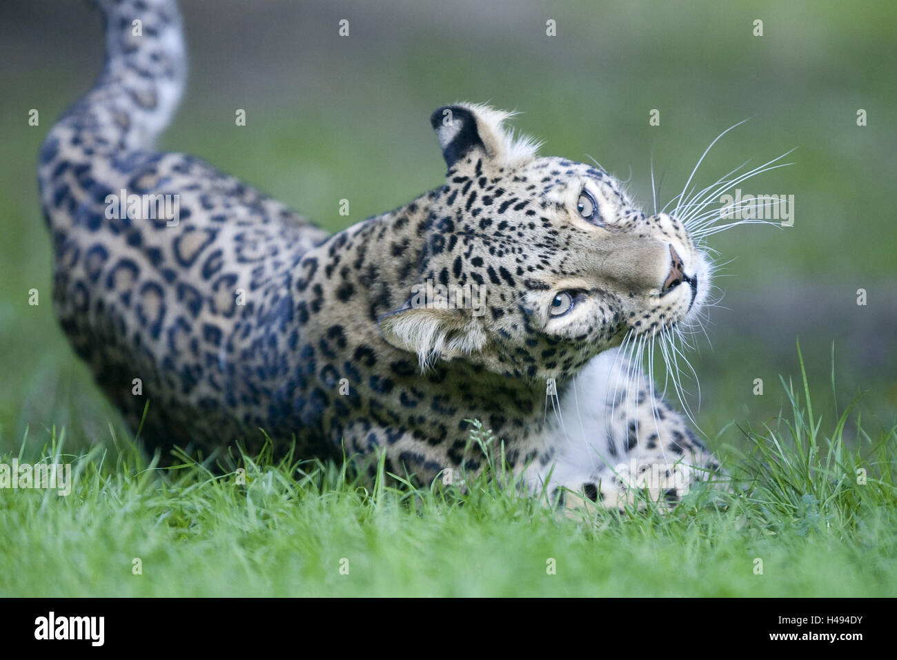 Persian Leopard In Wild