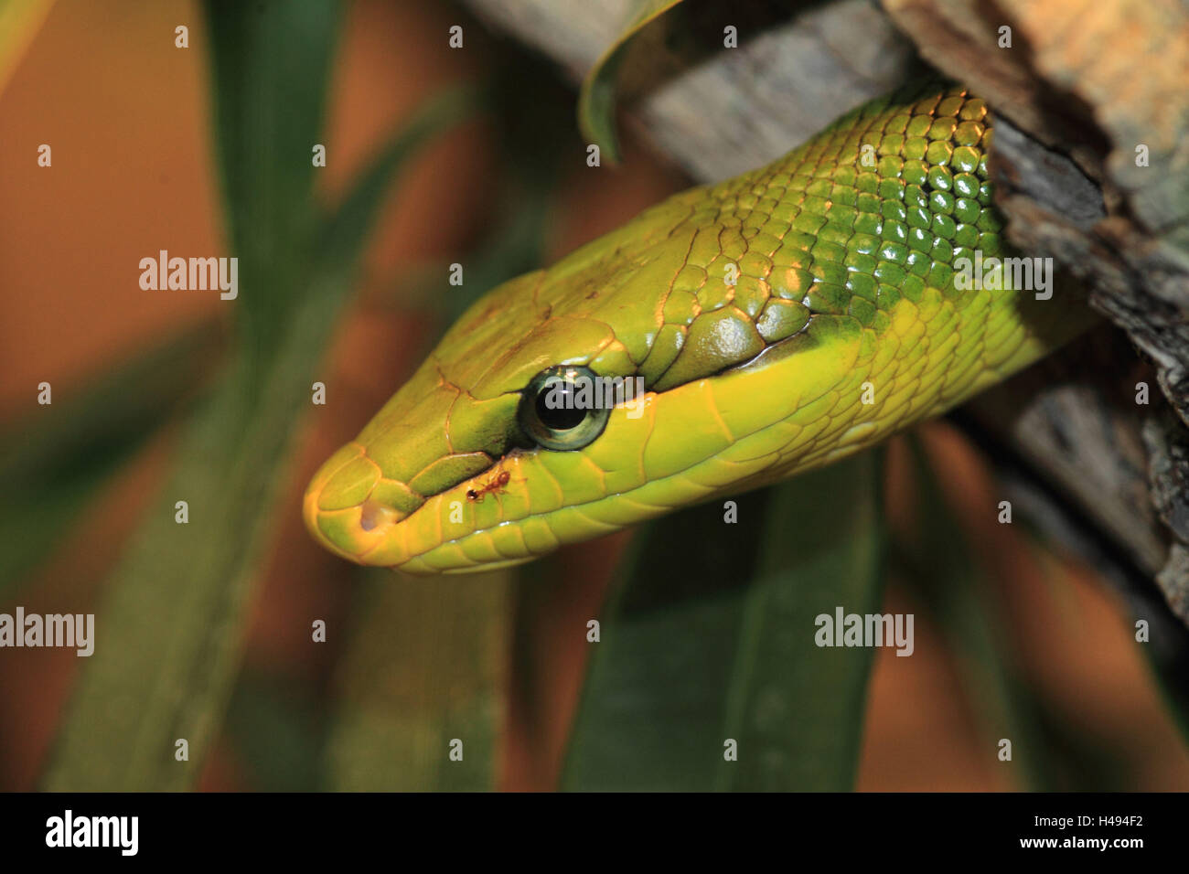 Green pointed head adder hi-res stock photography and images - Alamy