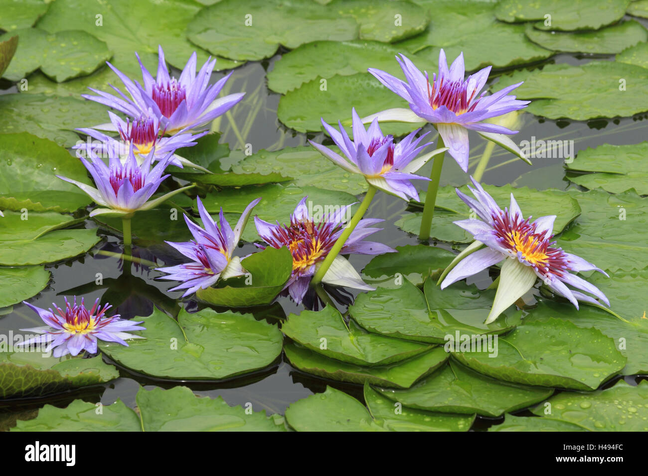Blue water lilies Stock Photo - Alamy