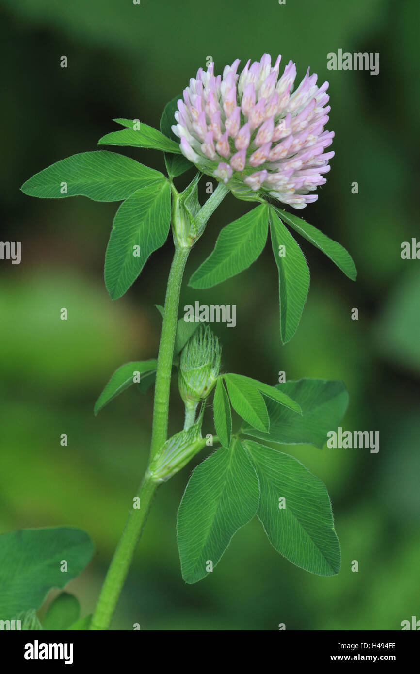 Red clover, blossom, medium close-up Stock Photo - Alamy