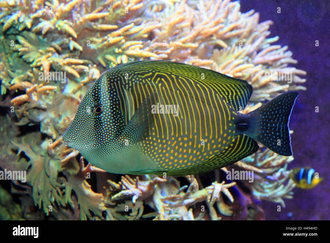 Golden ring-bristle cog doctor Stock Photo - Alamy