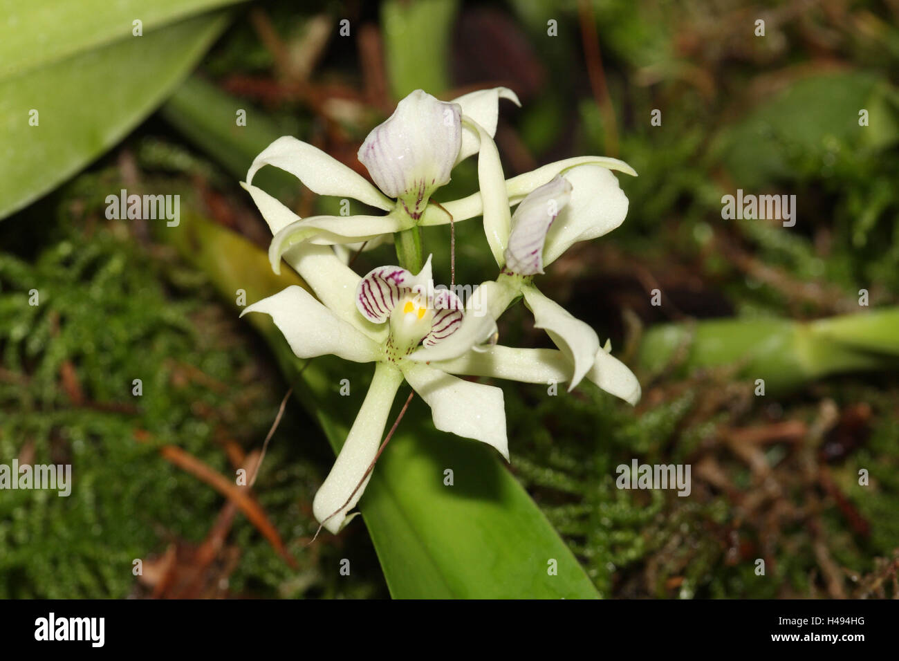 Vanilla planifolia hi-res stock photography and images - Alamy