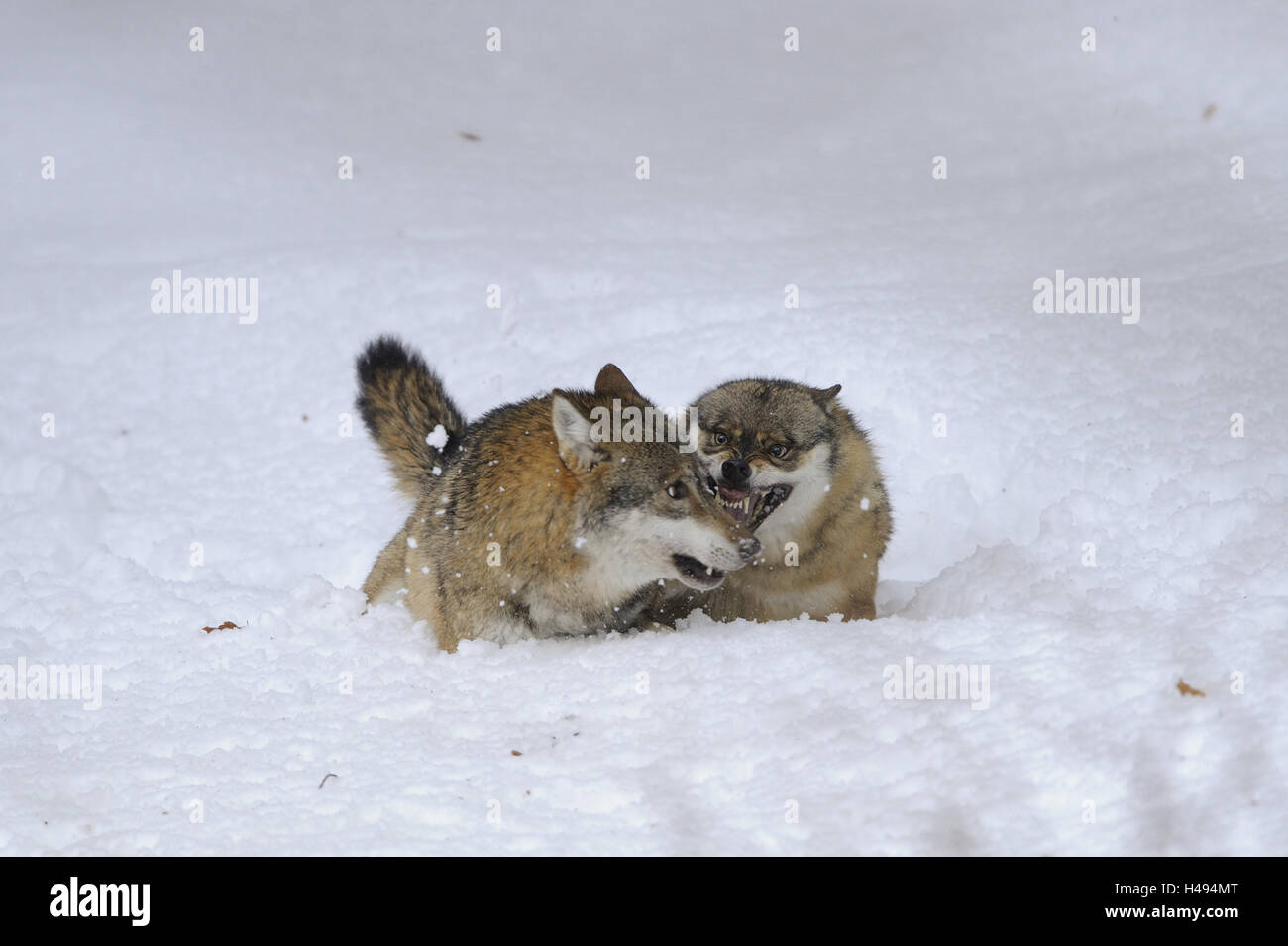 Wolves, fight, snow, winter, national park, grey wolves, wild dogs ...