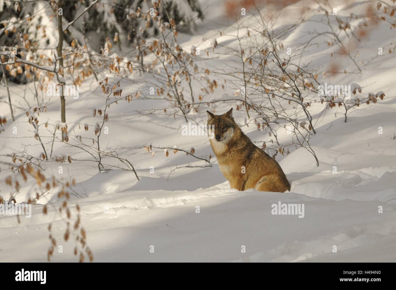 Wolfs, snow, sit, rest carefully, view camera, wolf, winter, national ...