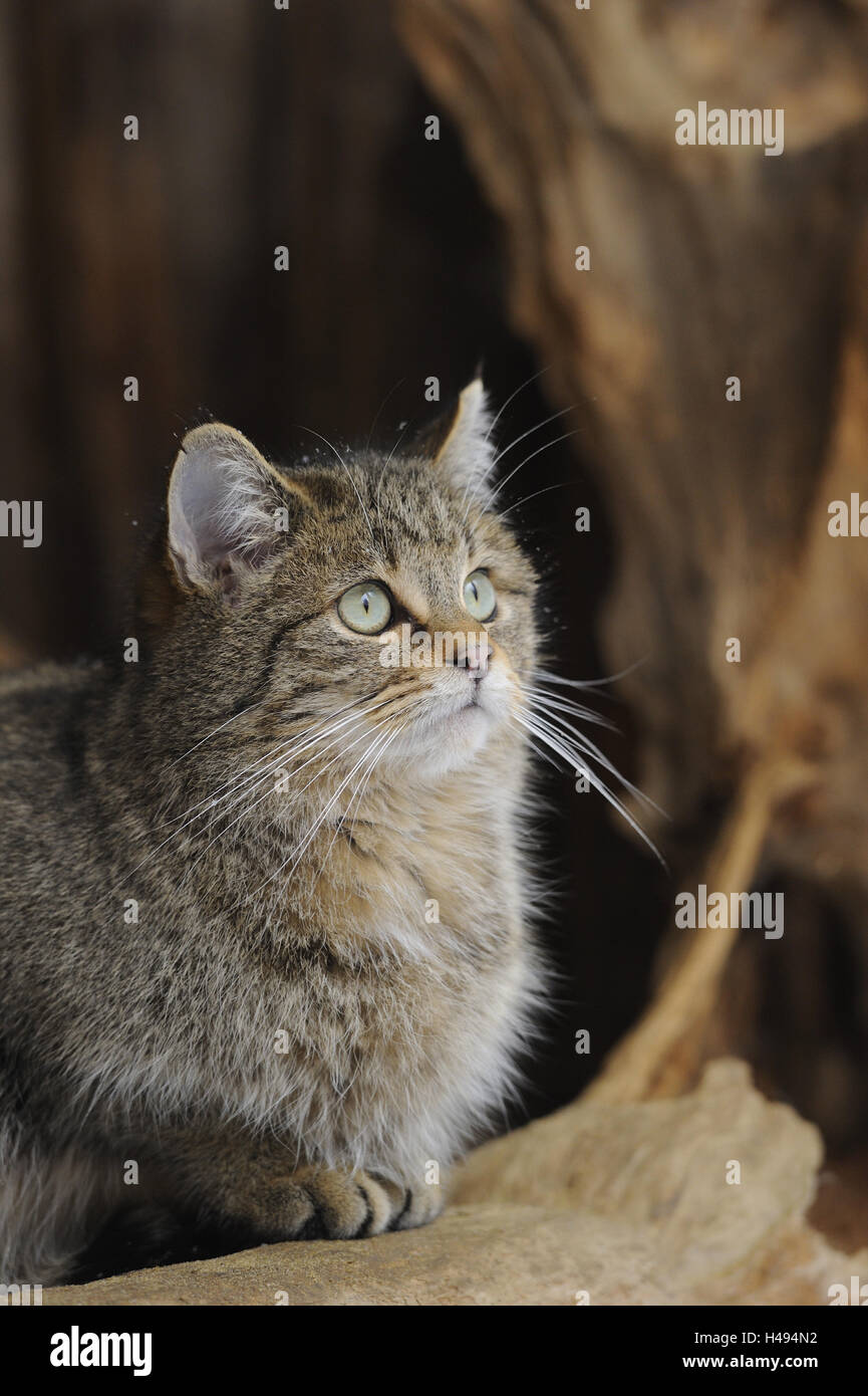 Wildcat, portrait, side view Stock Photo - Alamy