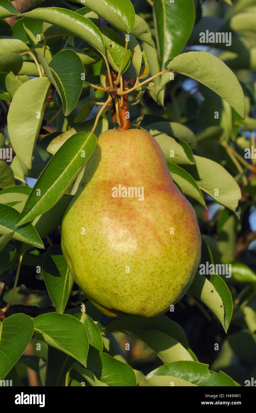 Pear 'William's Christian', fruit, fruits Stock Photo - Alamy