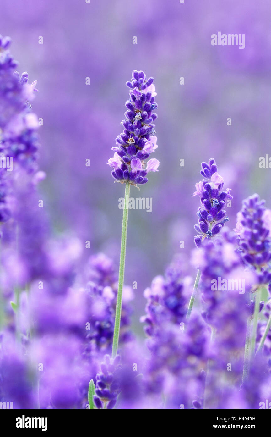 Lavender field, blossoms, medium close-up Stock Photo - Alamy
