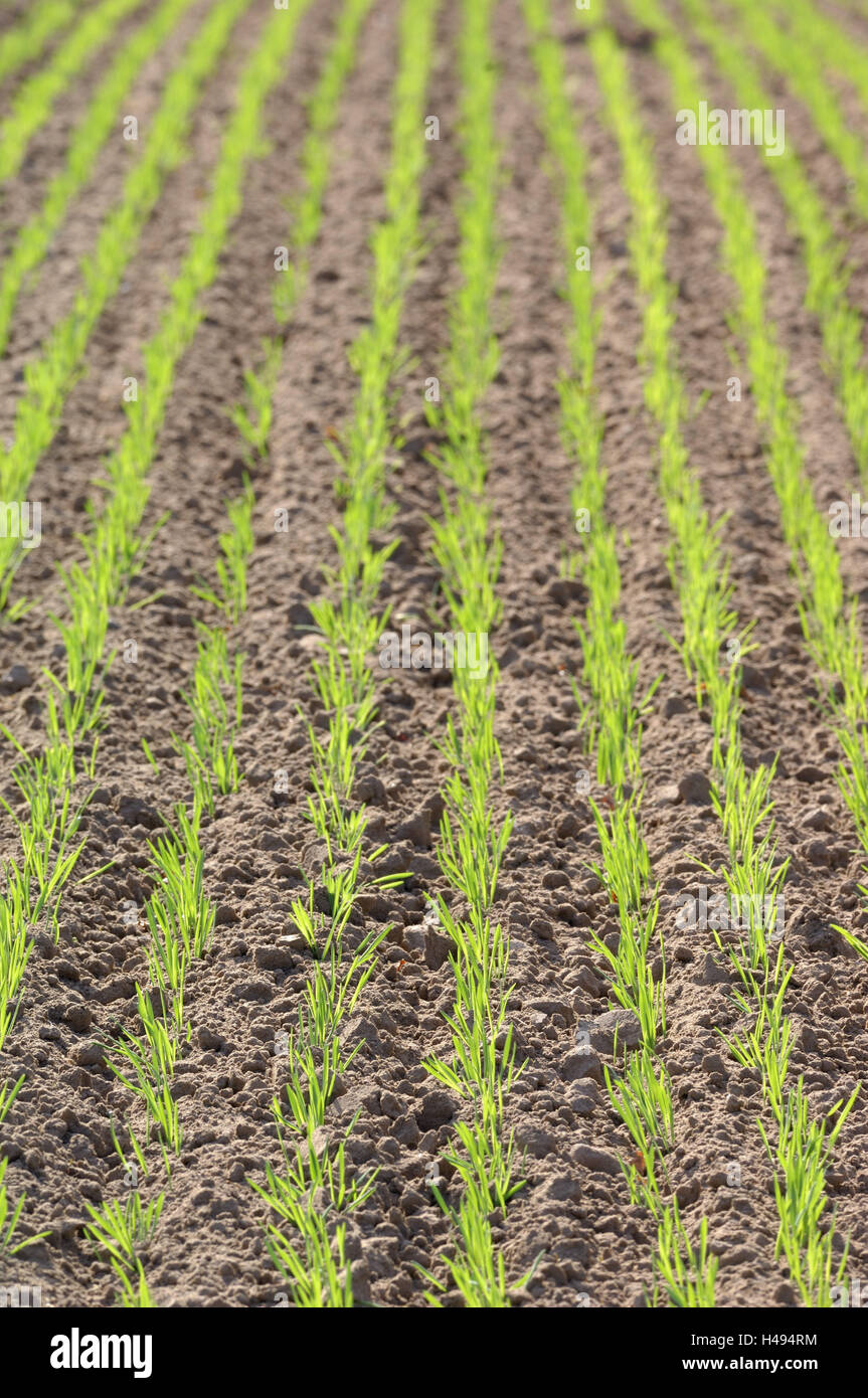 Keimlinge hi-res stock photography and images - Alamy