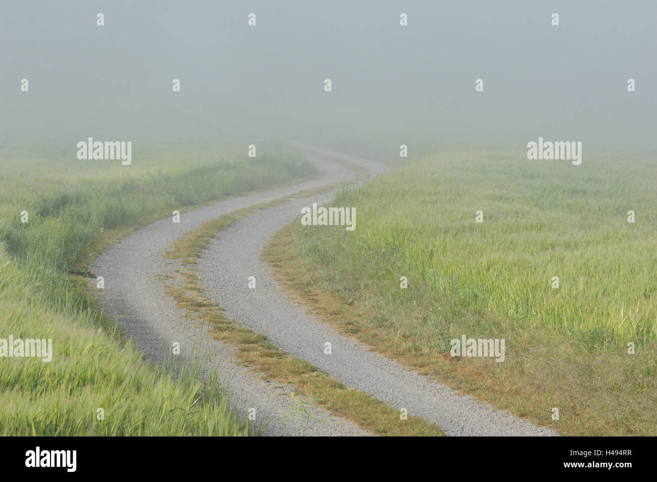 Country lane, fields, fog Stock Photo - Alamy