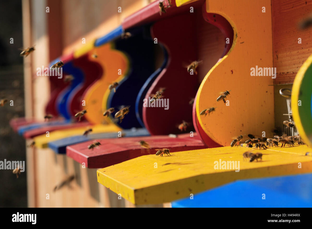 Beehive, detail, inputs, brightly, bees, beekeeping, beekeeping, hut ...
