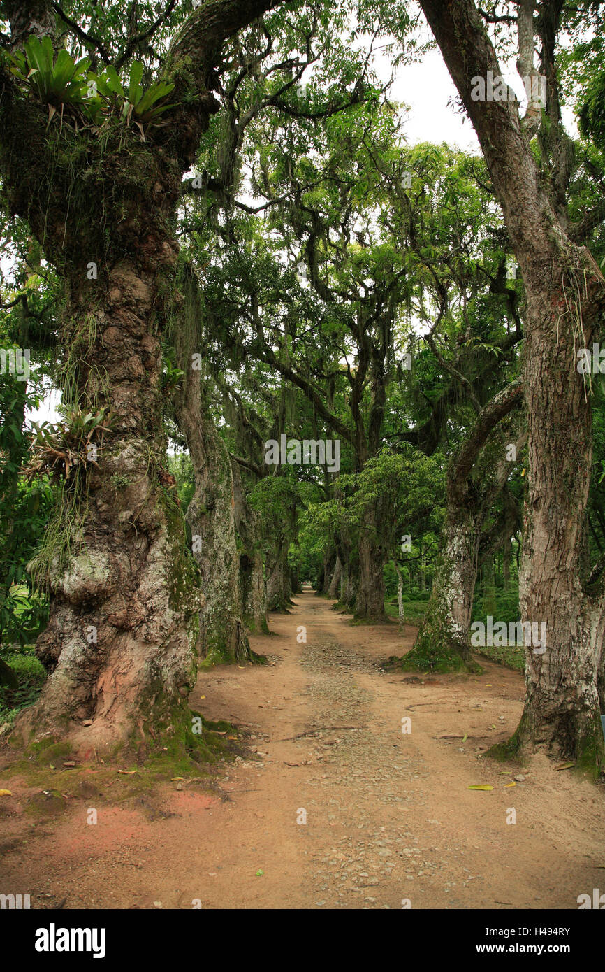 Brazil, Rio de Janeiro, botanical garden, way, mango trees, Mangifera ...