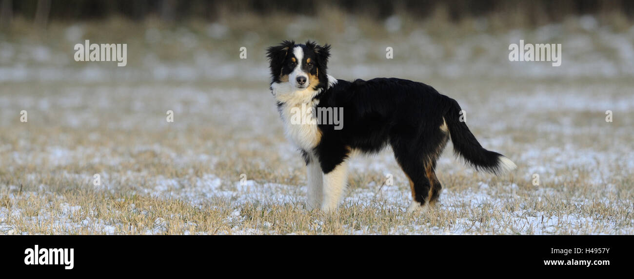 Australian Shepherd, young dog, side view Stock Photo - Alamy