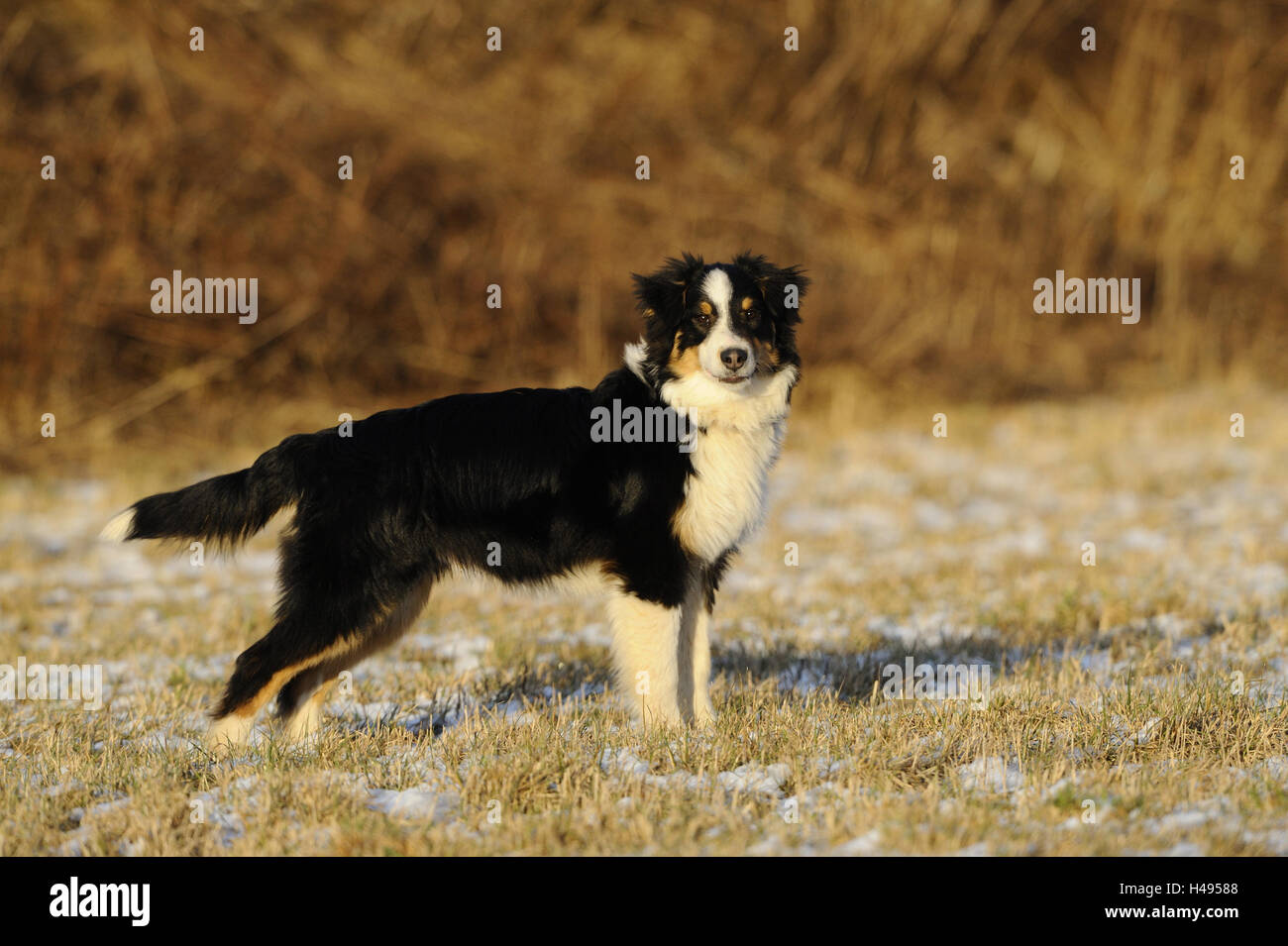 Australian Shepherd, young dog, looking at camera, side view Stock ...