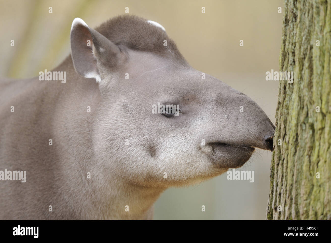 Malayan Tapir Nose