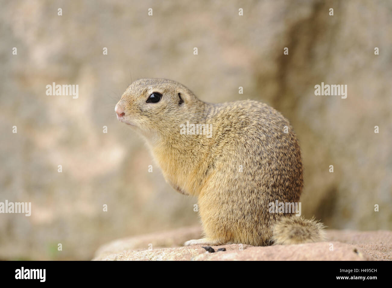 European ground squirrel, close up Stock Photo - Alamy