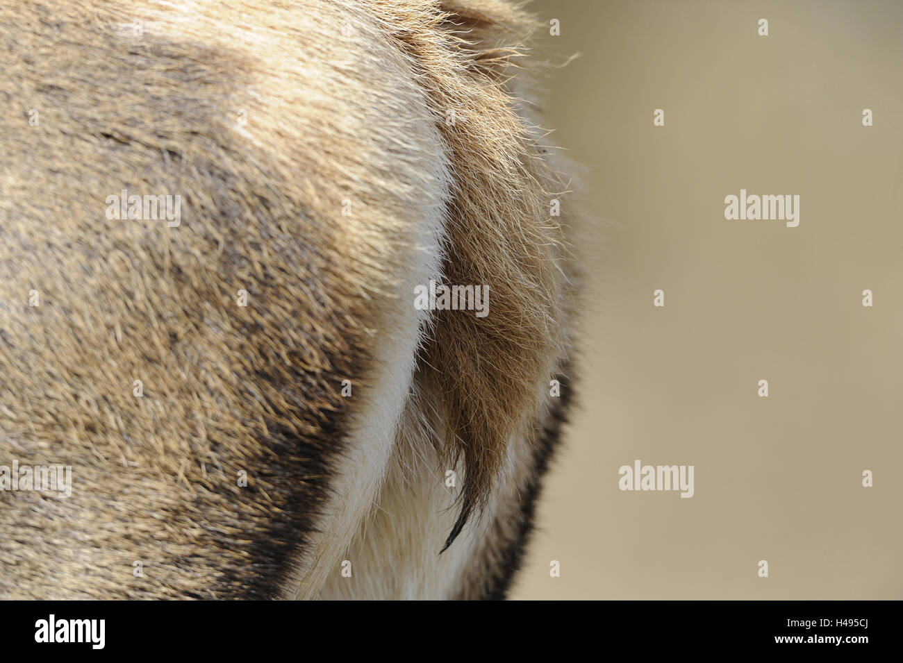 Back buttocks hi-res stock photography and images - Alamy