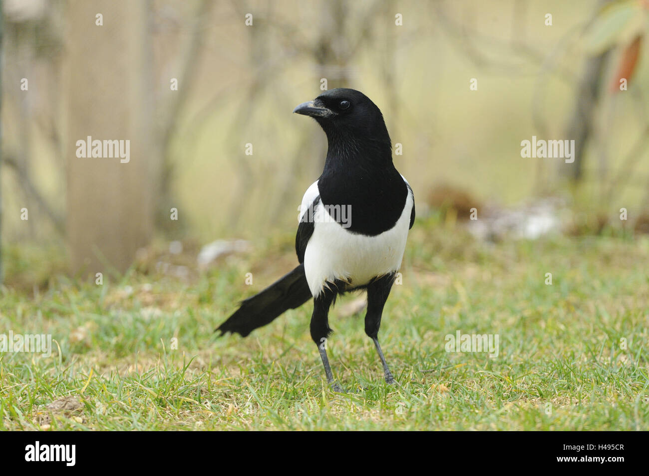 Magpie, close up Stock Photo - Alamy