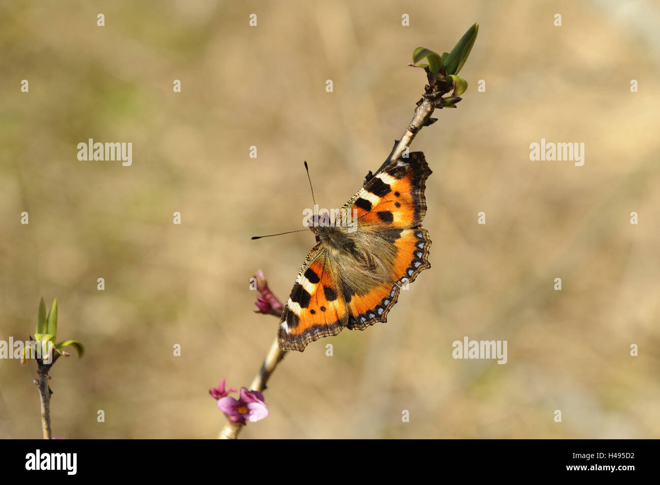 Butterfly, small tortoiseshell, close up Stock Photo - Alamy