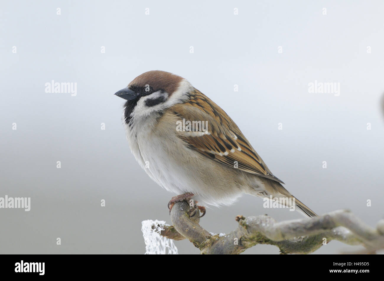 Tree sparrow, side view, close up Stock Photo - Alamy