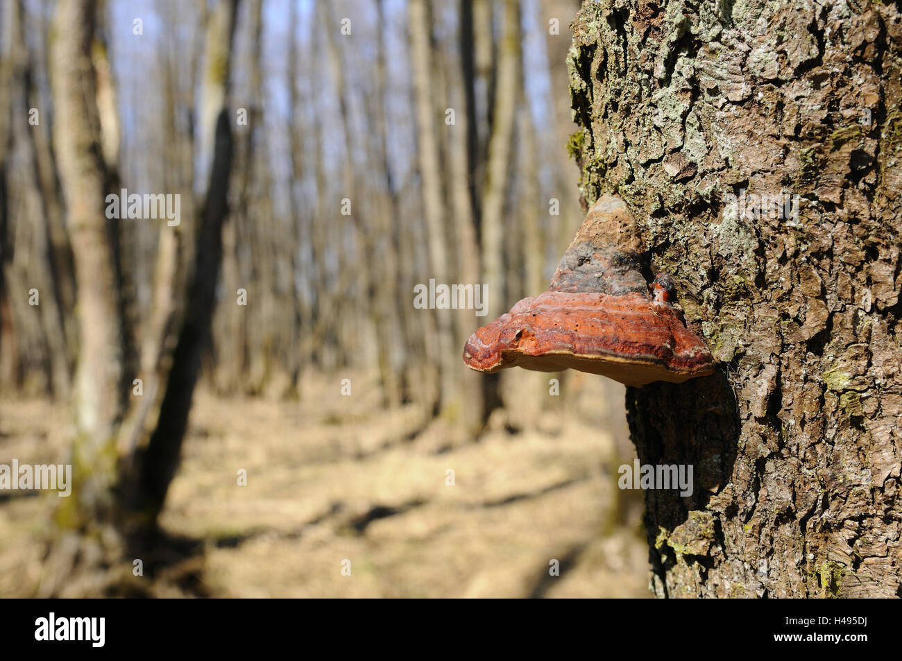 Fichtenporling, tree fungus, spruce strain, pore fungus, hat fungus ...
