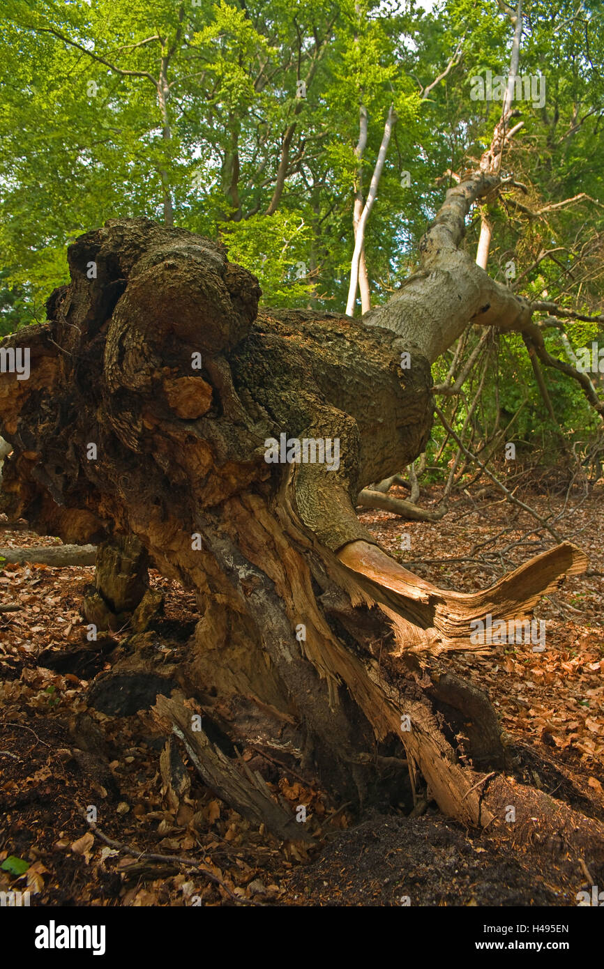 Toppled Tree High Resolution Stock Photography and Images - Alamy
