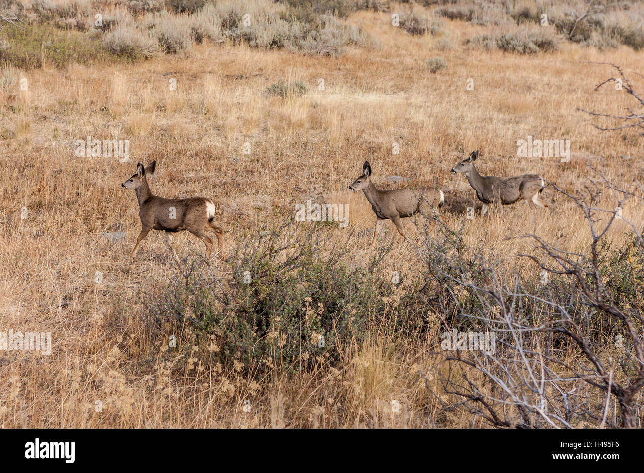 Three deer walking Stock Photo - Alamy