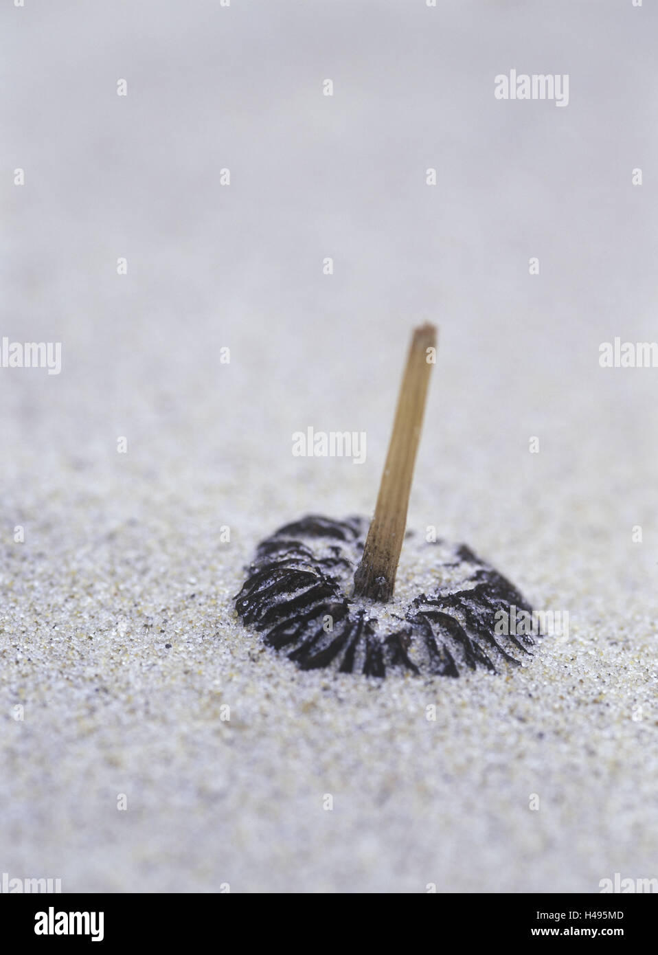 Fallen down fungus in Sand, funguses spec., medium close-up, Germany ...