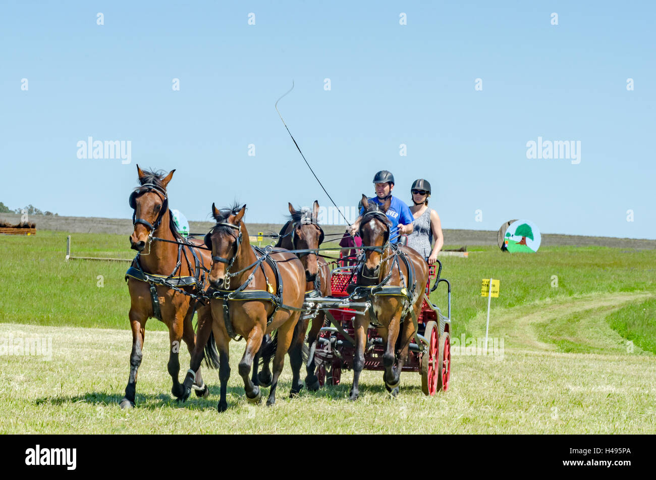 Practice run for Horse and Carriage Marathon Event Stock Photo - Alamy