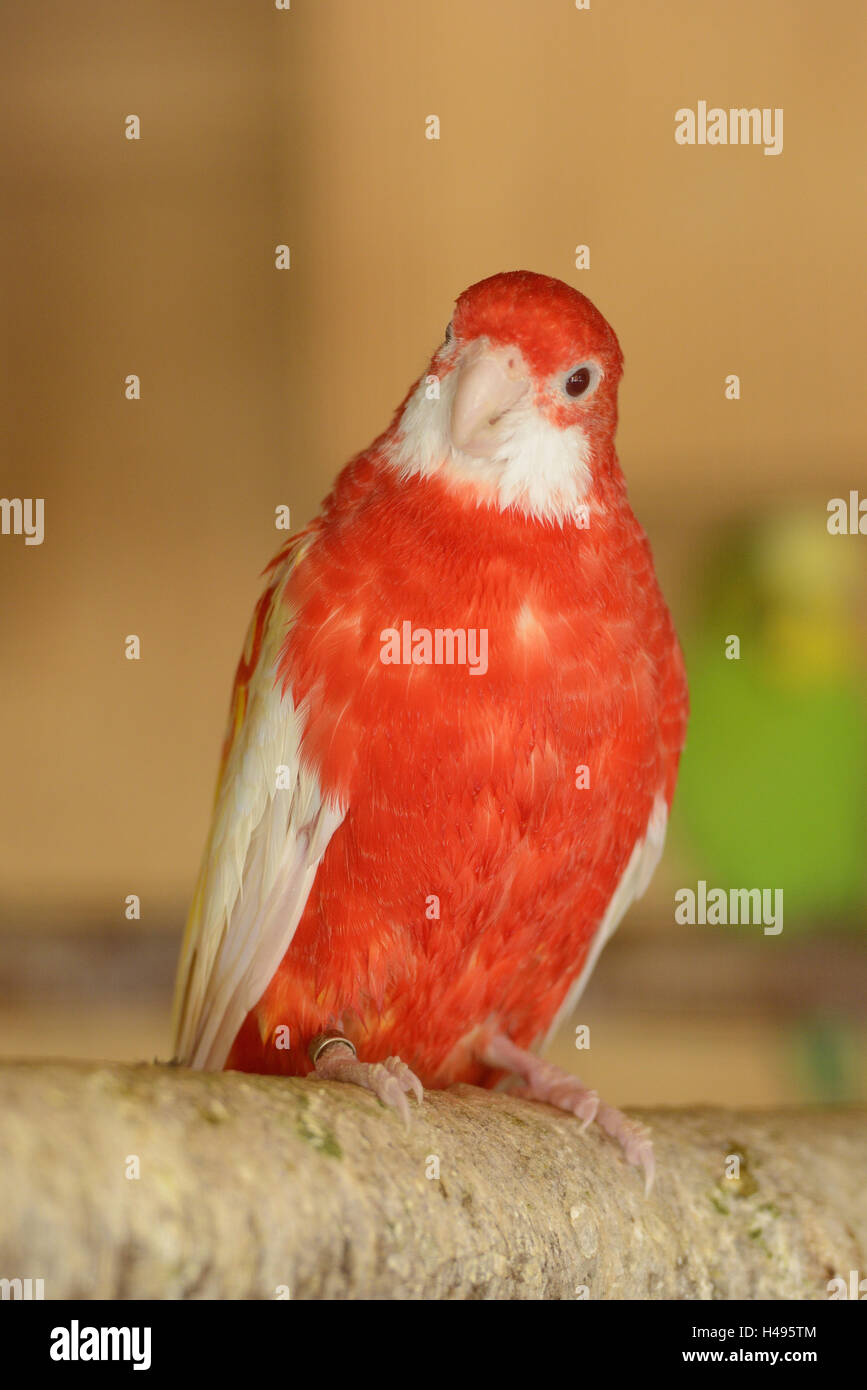 Red budgerigar hi-res stock photography and images - Alamy