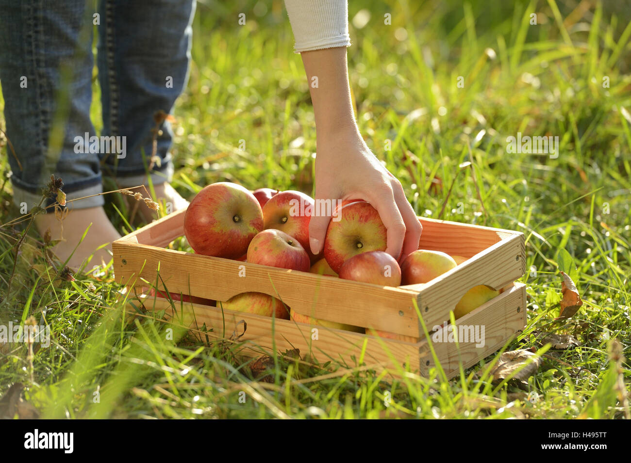 Young woman, hand, apple crate, apple, apple harvest Stock Photo - Alamy