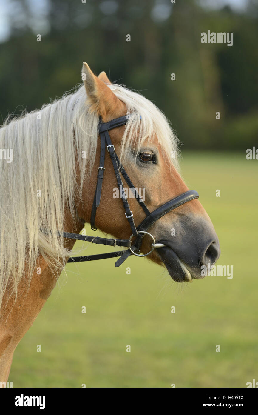 Horse, Haflinger, portrait, side view Stock Photo - Alamy