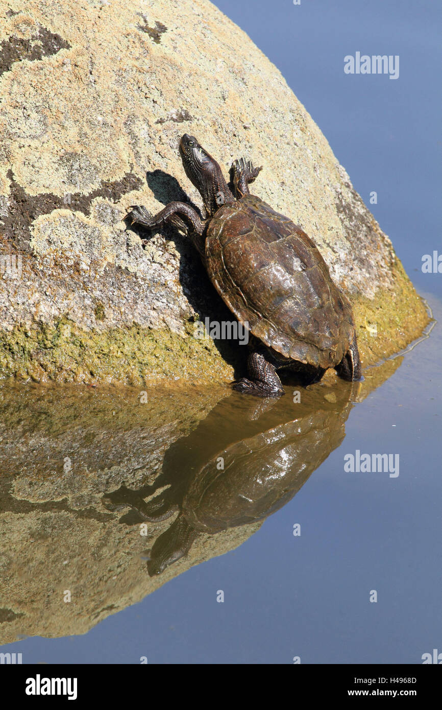 red-eared terrapin, water, reflexion, Trachemys scripta Stock Photo - Alamy