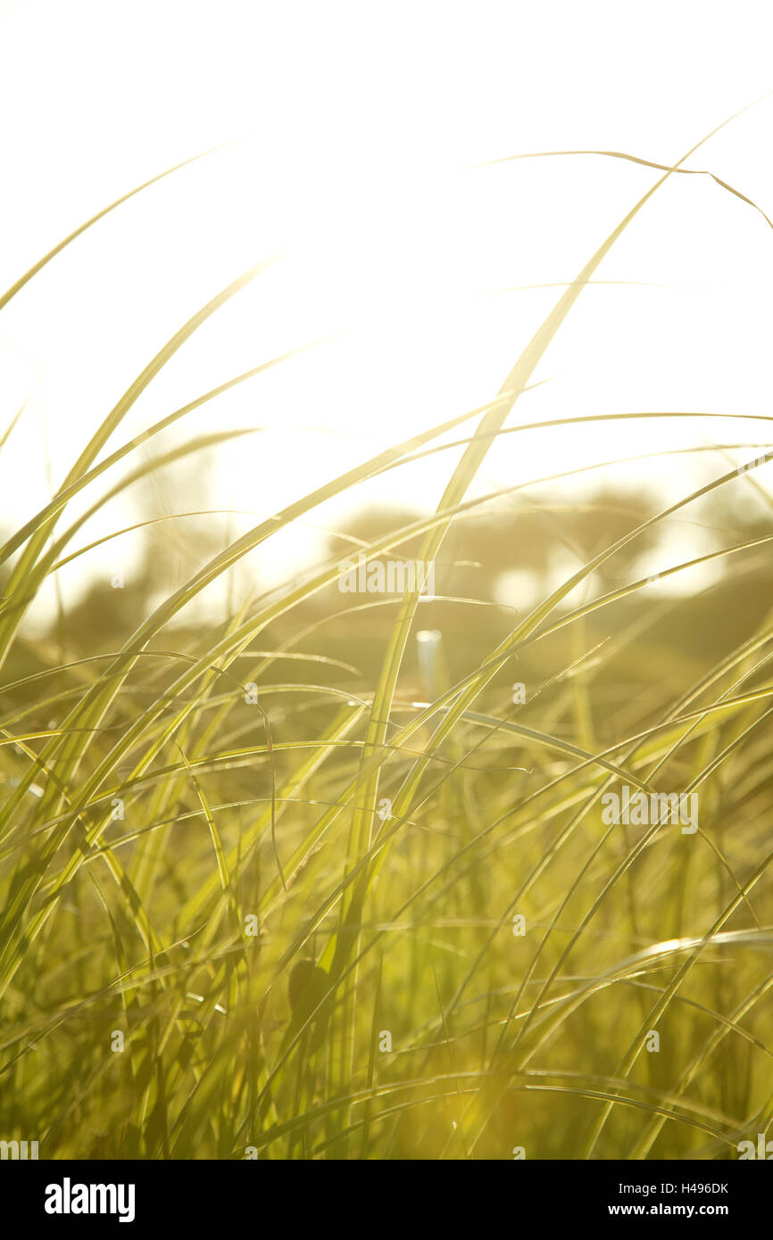 Grasses, nature, sunny, backlight, meadow, field, close-up, plants ...