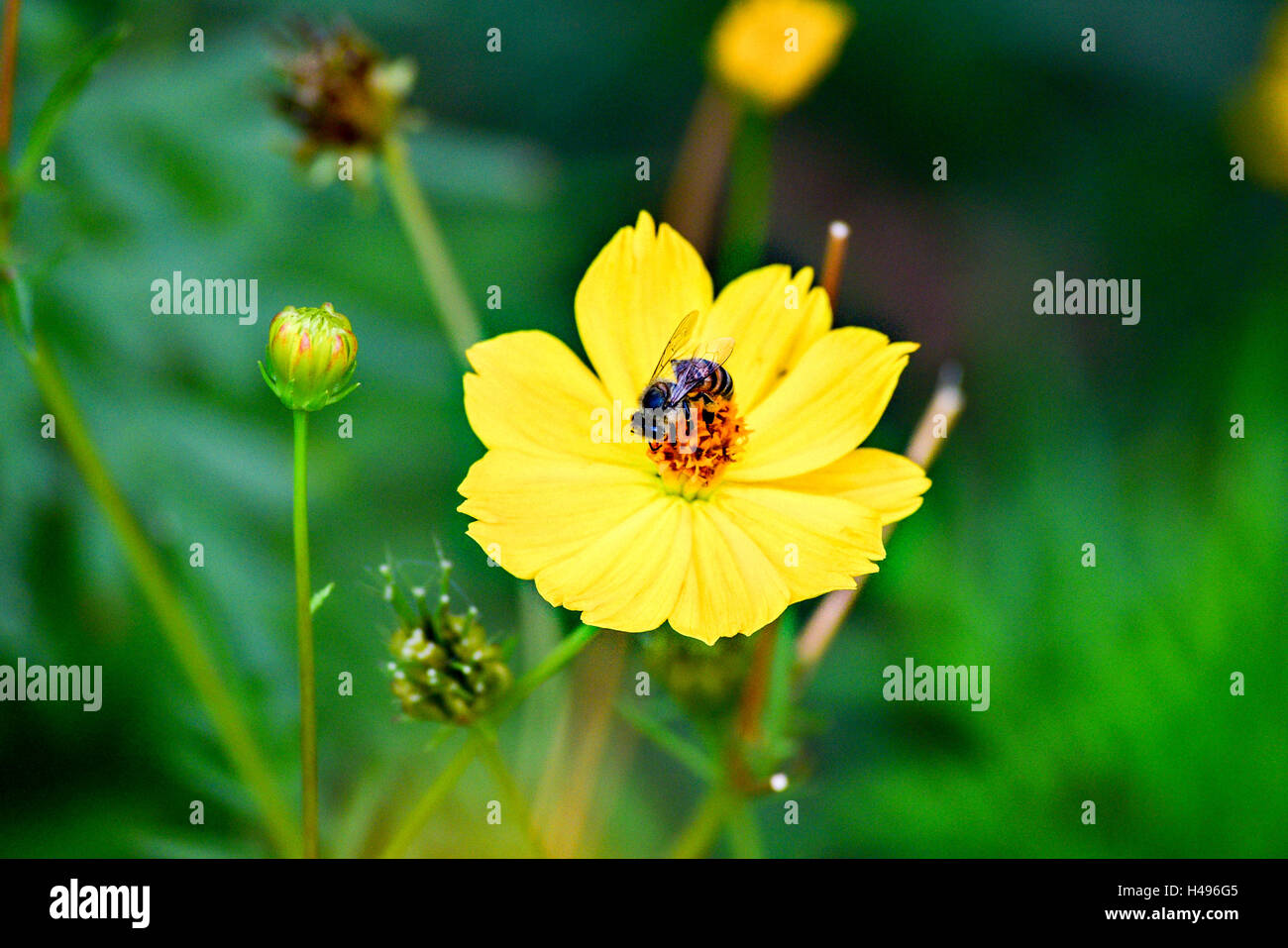 Small bee harvesting pollen from spring flowers near the river Stock ...