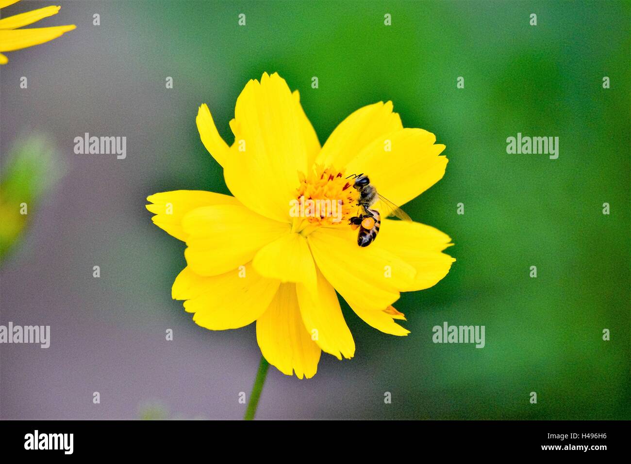 Harvesting pollen hi-res stock photography and images - Alamy