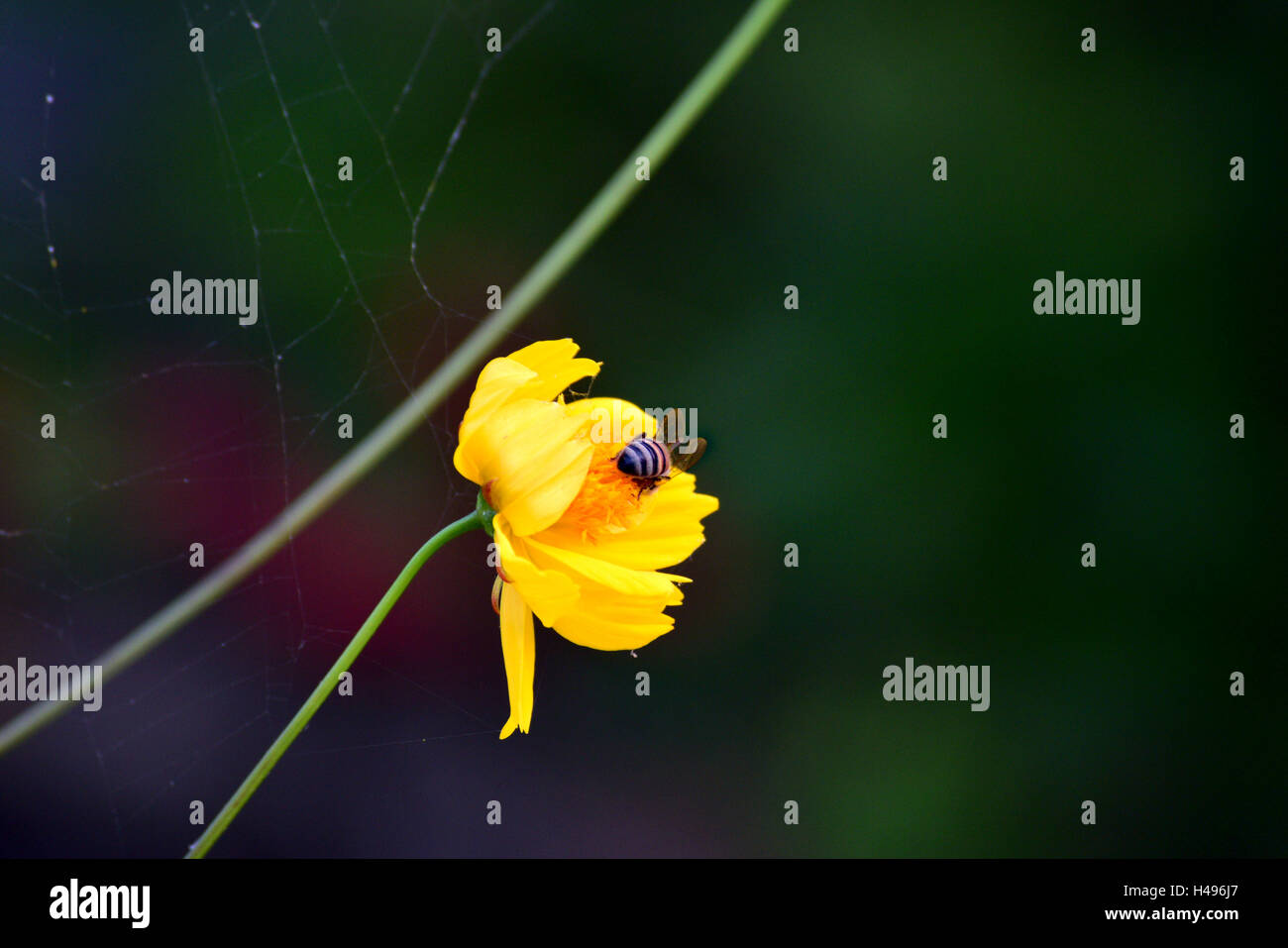 Small bee harvesting pollen from spring flowers near the river Stock ...