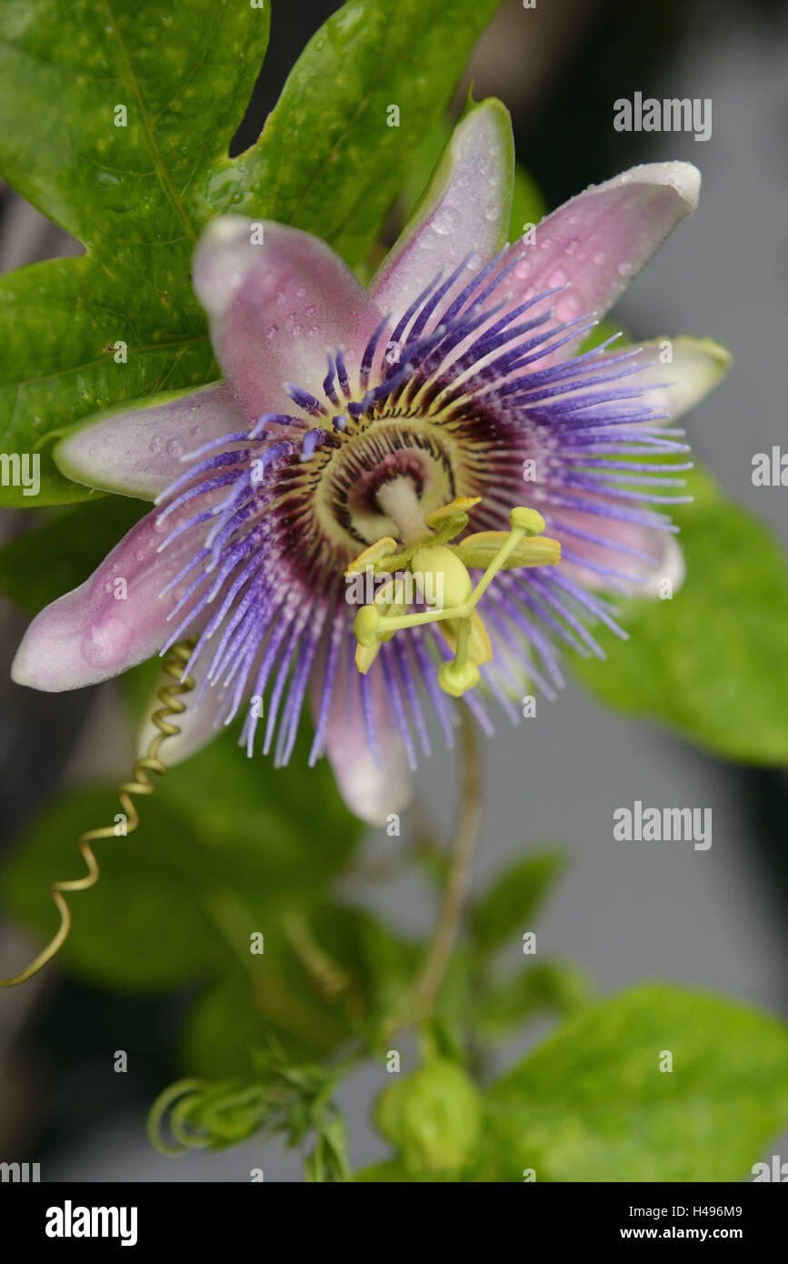 Blue passionflower, Passiflora caerulea, blossom Stock Photo - Alamy