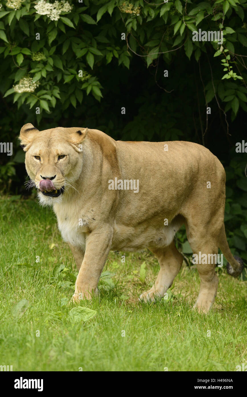 Female lion running lioness hi-res stock photography and images - Alamy