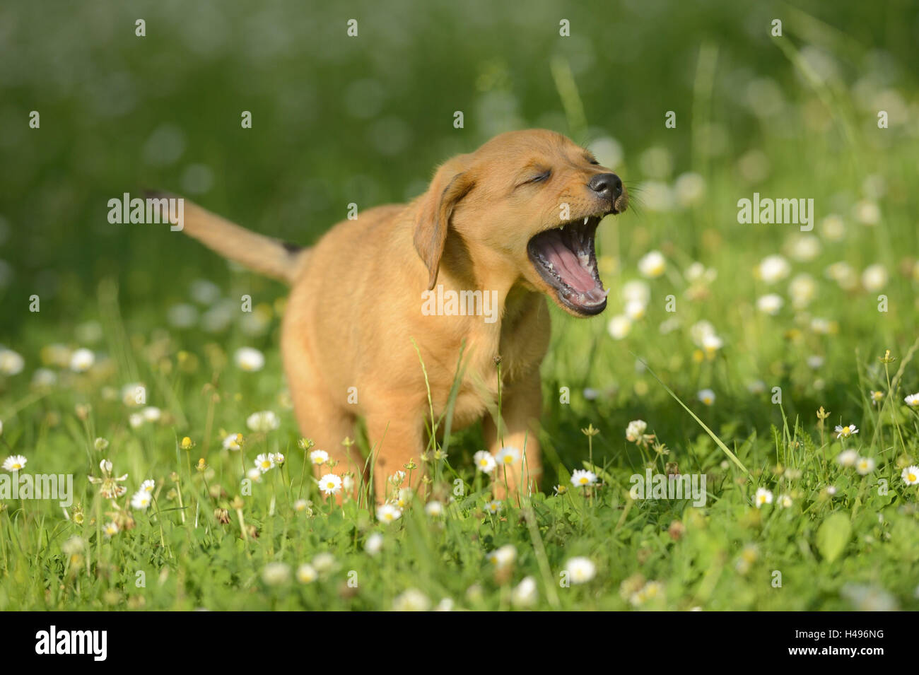 Puppy yawning hi-res stock photography and images - Alamy